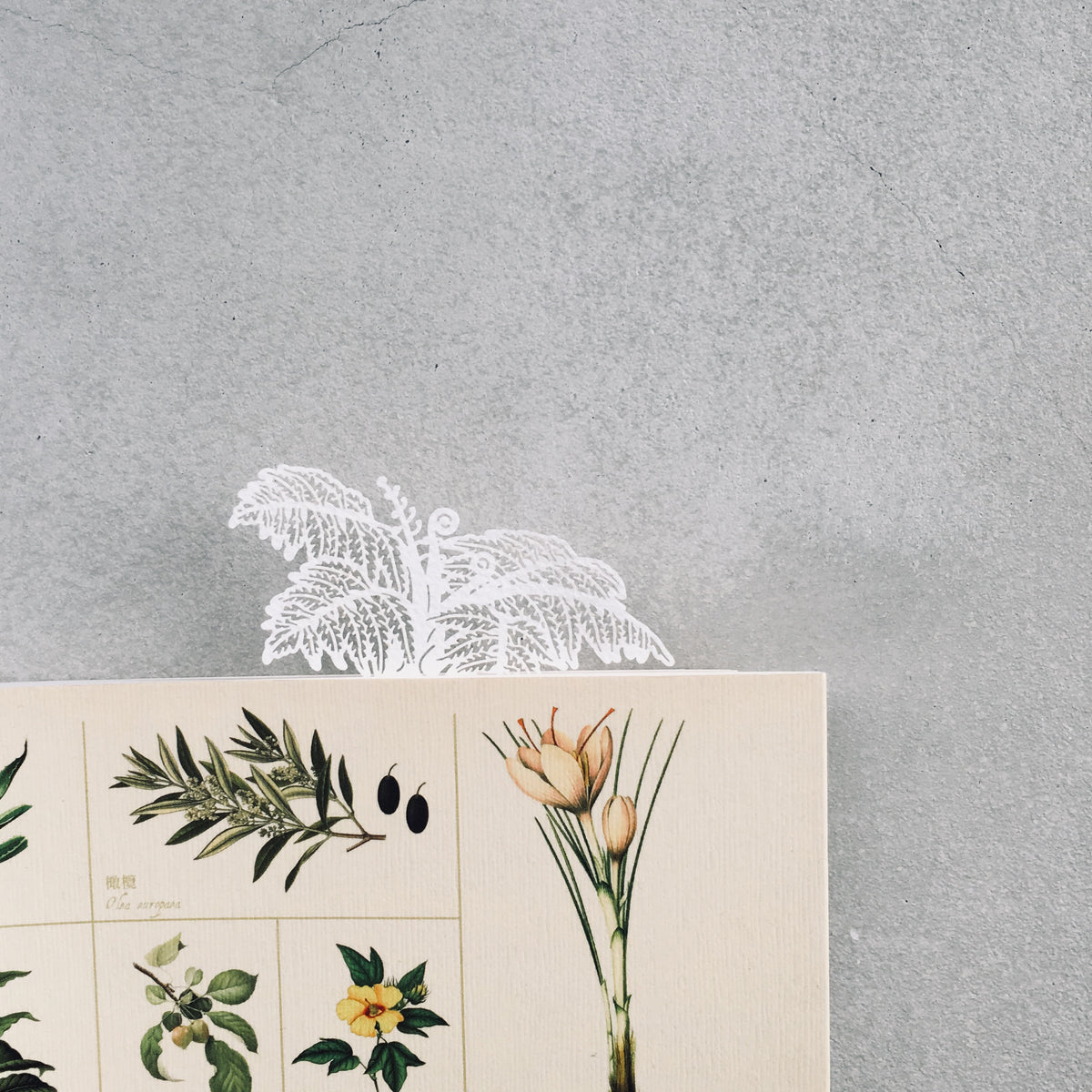MANO PLUS | FERN ONLY: Fern Herbier Papercraft Series – Mano Plus ...